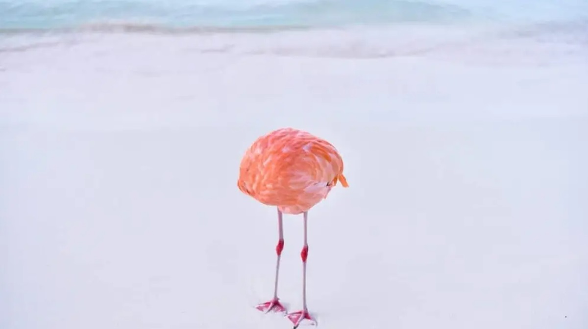 Настоящий снимок победил в конкурсе фото, созданных ИИ